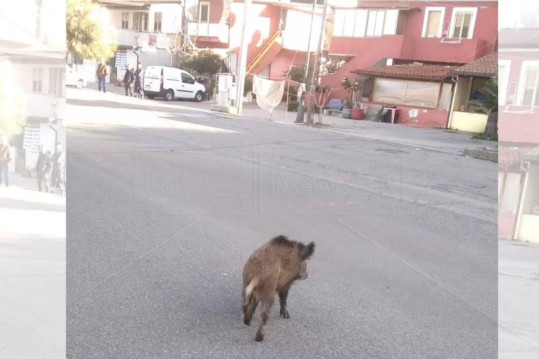 Alla Tonnara di Palmi i cittadini adottano “Micu”, il cucciolo di ...