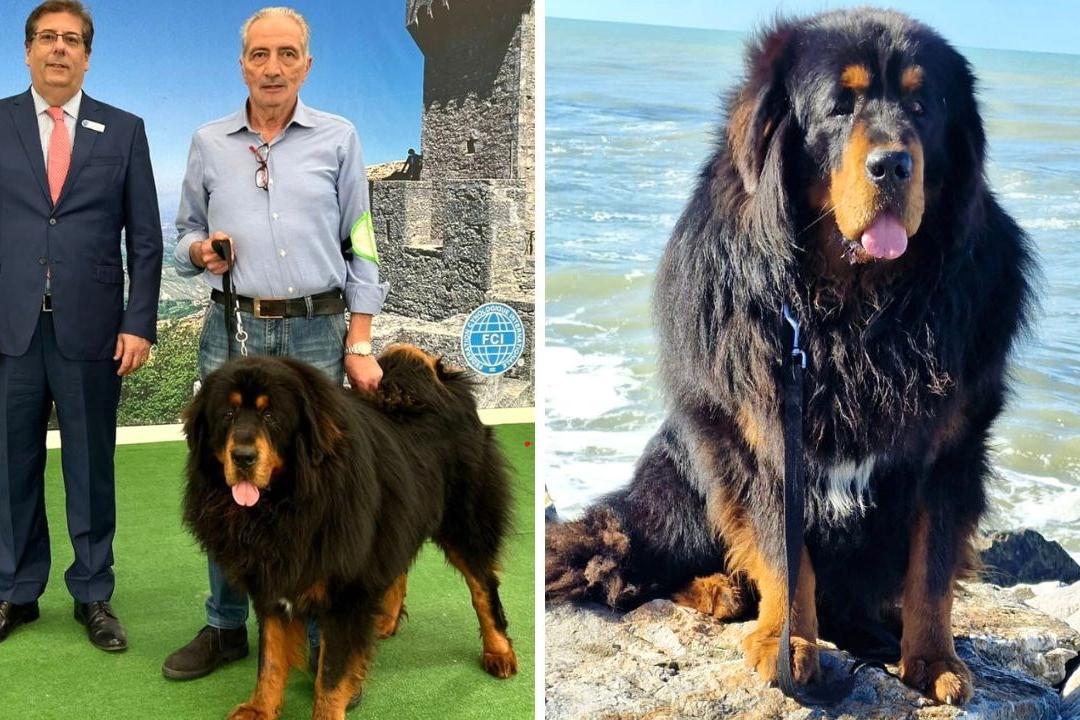 È calabrese uno dei cani più belli, ora Victory punta a conquistare il ...