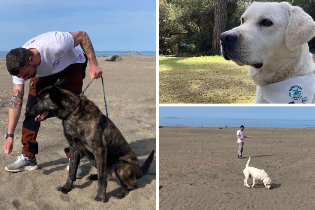 Anche in Calabria arrivano i tartadogs: cani sulle spiagge alla ricerca ...