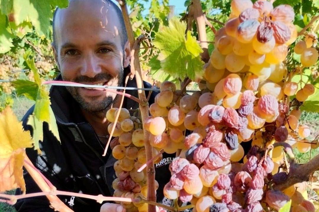 «Non potevo far perdere la tradizione dello zibibbo in Calabria, ecco ...