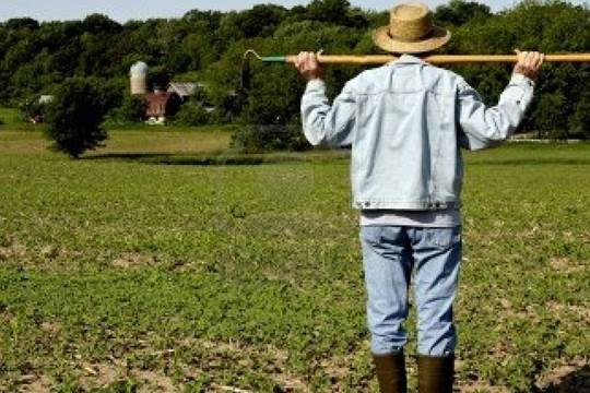 Regione, Bevacqua (Pd): «Si permetta la coltivazione degli orti»