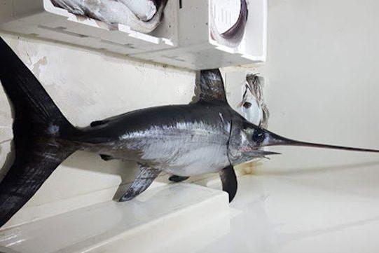 Gizzeria, sequestrato pesce spada da 40 chili pronti per essere venduto