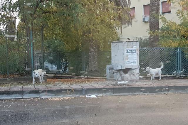 Cani randagi a spasso per Cosenza