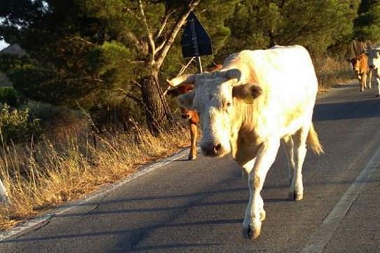 Mucche a passeggio nel Cosentino, sanzionato allevatore