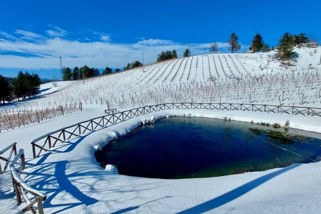 Il vigneto più alto d’Europa è in Calabria