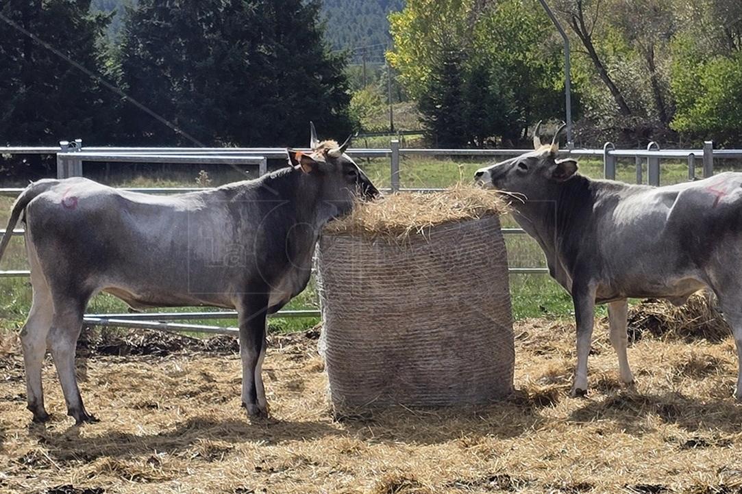 Grand Terroir su LaC On Air: la Podolica emblema della biodiversità ...