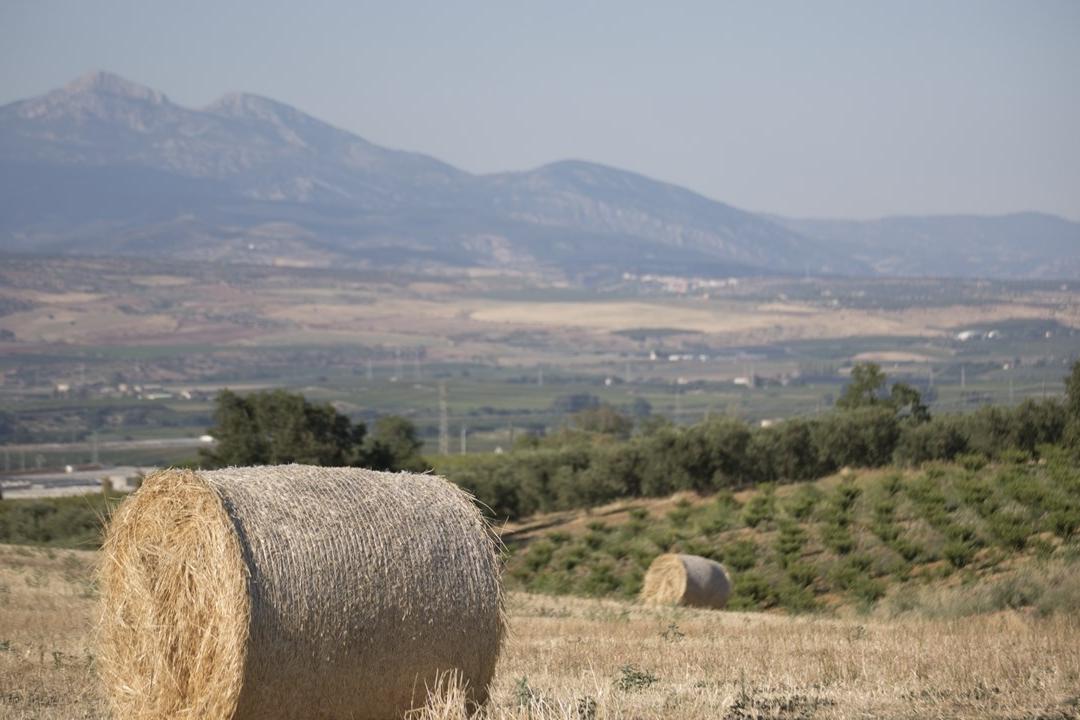 Dalla Regione Calabria 22 milioni di euro per agricoltori e allevatori ...