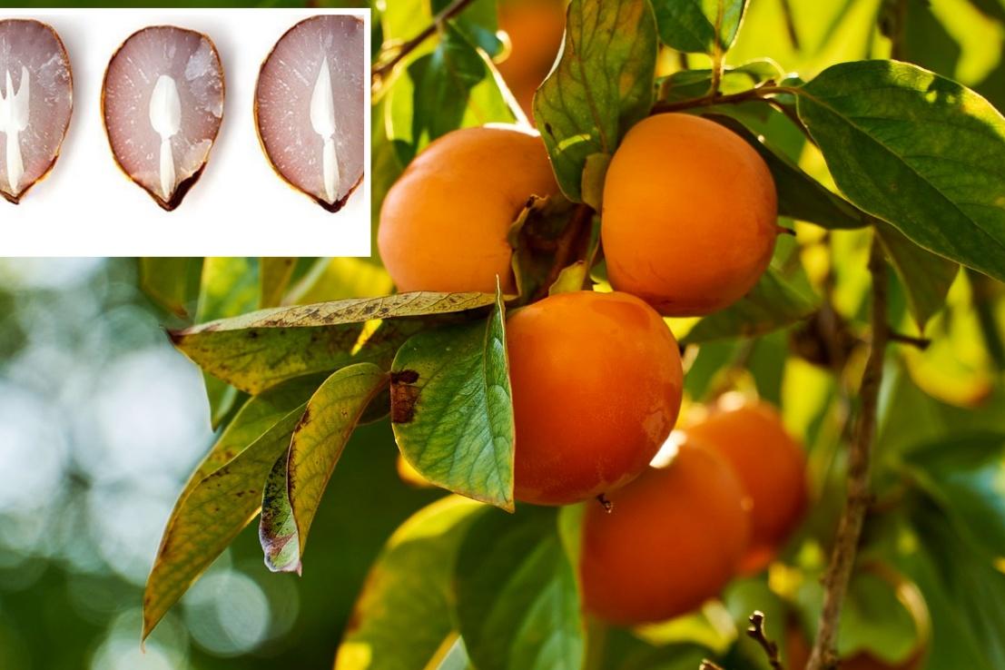 Prevedere l’inverno coi semi… dei cachi: ecco cosa racconta la ...