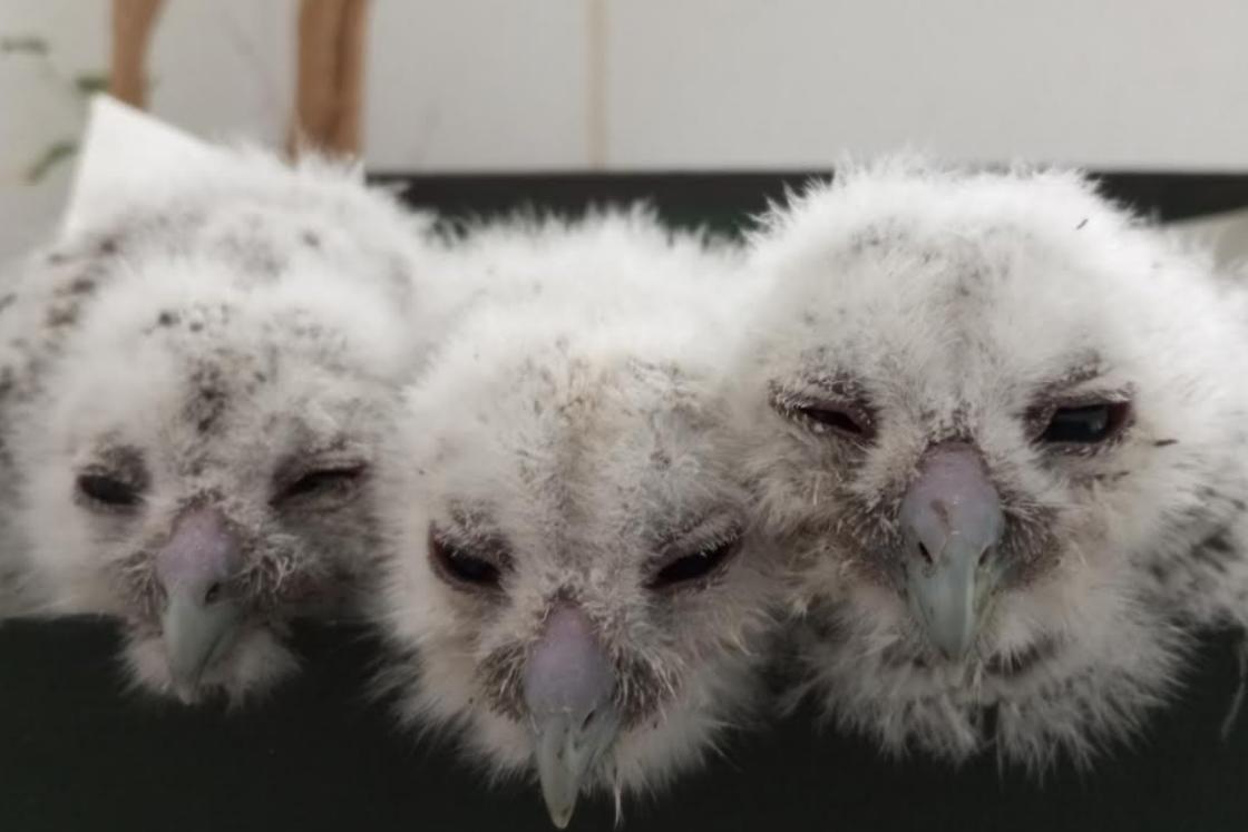 Tre pulcini di allocco salvati a Tropea a seguito della potatura di alberi