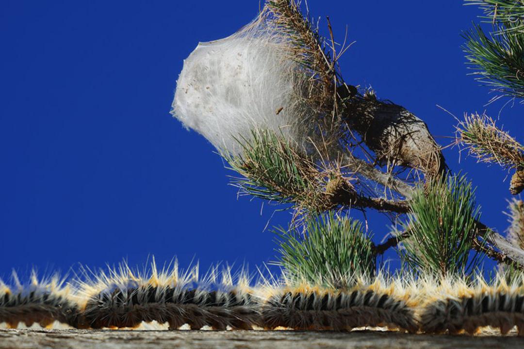 Processionaria in Sila, la svolta. Trovato il predatore degli insetti ...