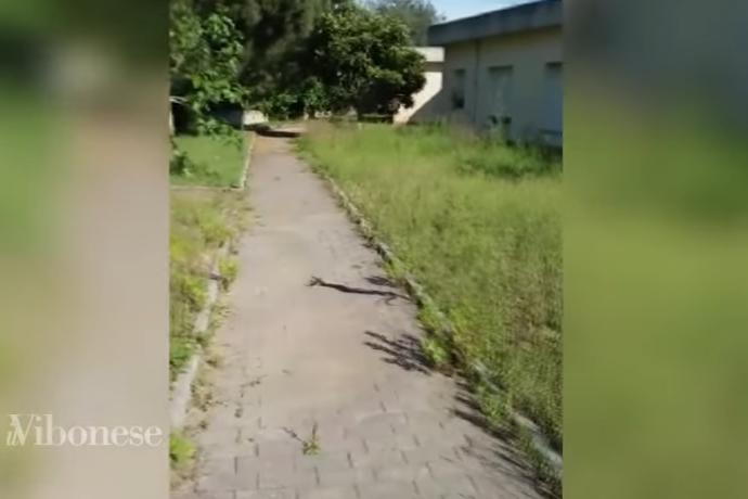 Vibo, “giungla urbana” a Moderata durant: i serpenti fanno capolino al ...