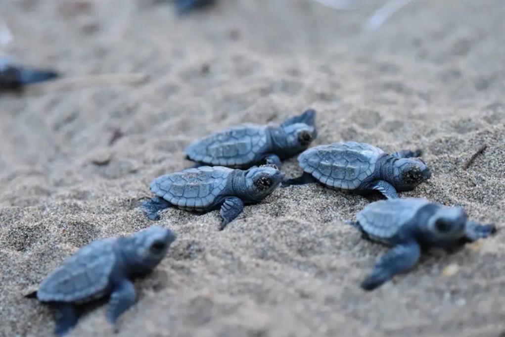 Il Wwf plaude alla Regione per l'iniziativa a tutela delle tartarughe ...