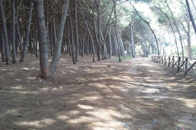 Alberi tagliati nella pineta di Pizzo: tre assoluzioni a Vibo