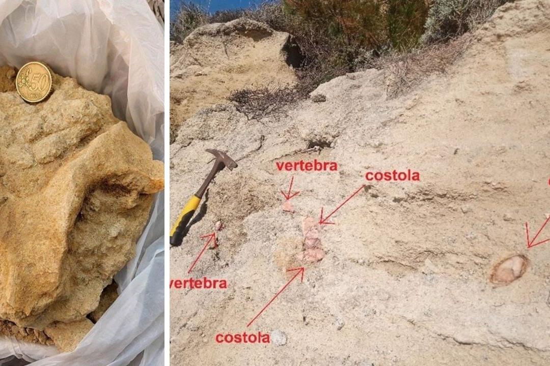 Trovato un fossile risalente a 7 milioni di anni fa tra Santa Domenica ...