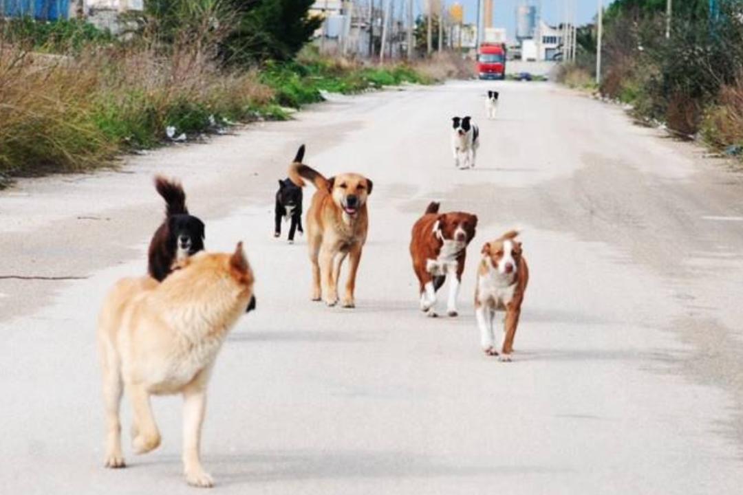 Randagismo in Calabria: 29 associazioni (3 di Vibo) si uniscono nel ...