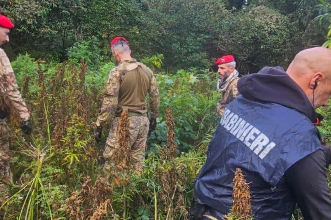 Soveria Mannelli, scoperta una maxi piantagione di canapa indiana ...