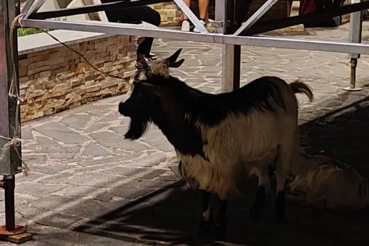 Capretta come premio della riffa a Mileto, l’Oipa denuncia: «Belante e ...