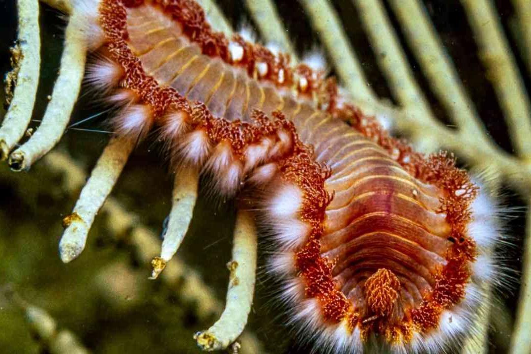Vermocane in crescita nel Mediterraneo: lo studio guidato dalla ...