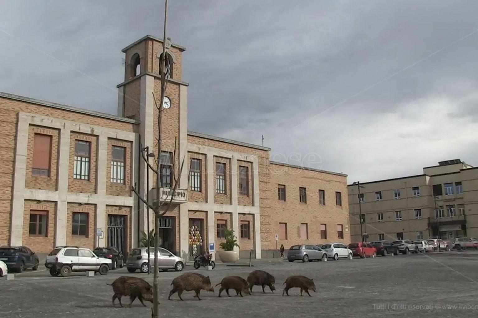 Emergenza cinghiali a Vibo: in arrivo 4 gabbie-trappola