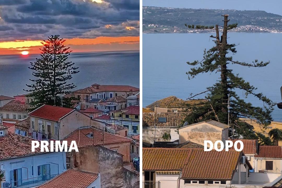 Pizzo, l’araucaria “decapitata” va abbattuta? Italia Nostra contesta l ...